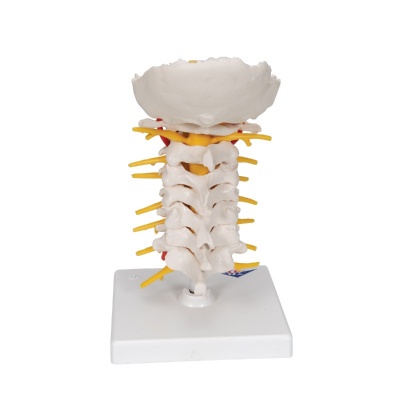3B Scientific Cervical Spine Model | Health and Care